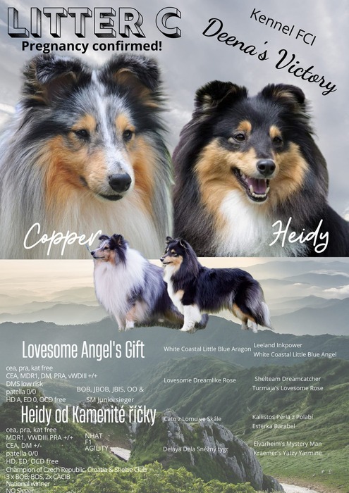 Litter C :: Deenasvictorykennel